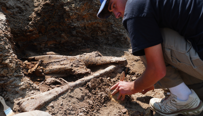 RFID Tags Transform Fossil Excavations from the Dig Site to the Display ...